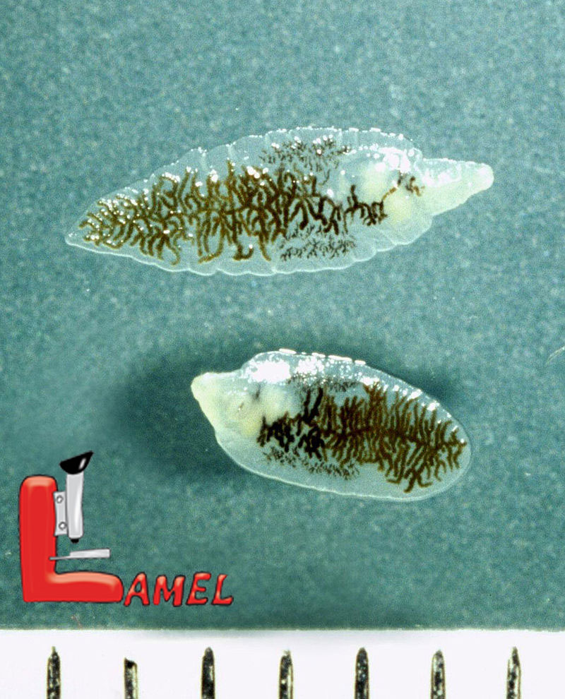 انگل دیکروسلیوم دندریتیکوم dicrocoelium dendriticum - لامل